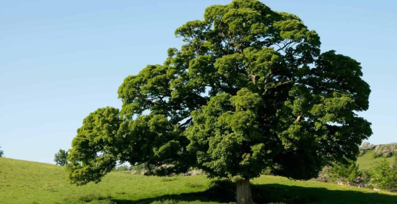 Oak Forests in The Kurdistan: The Lungs of Iraq - Kurdishglobe