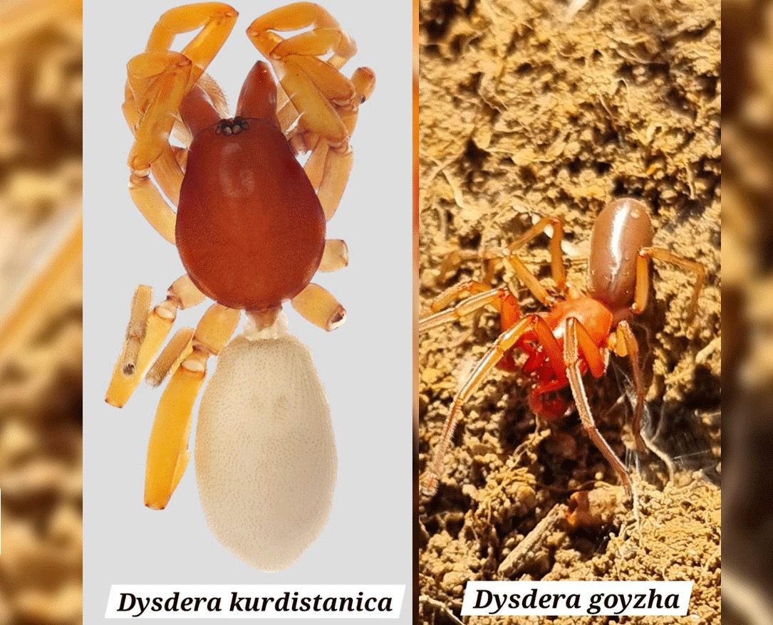 Kurdistan unveils five new spider species: A historic discovery ...
