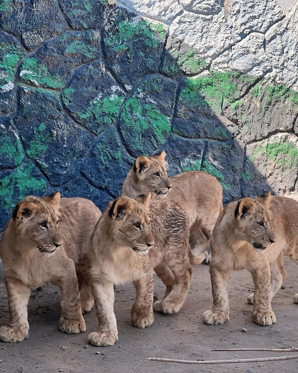 Lion cubs born at Erbil zoo become new tourist attraction - Kurdishglobe